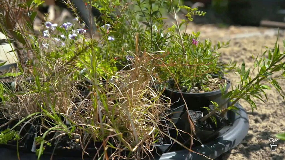 Episodes - Gardening Australia