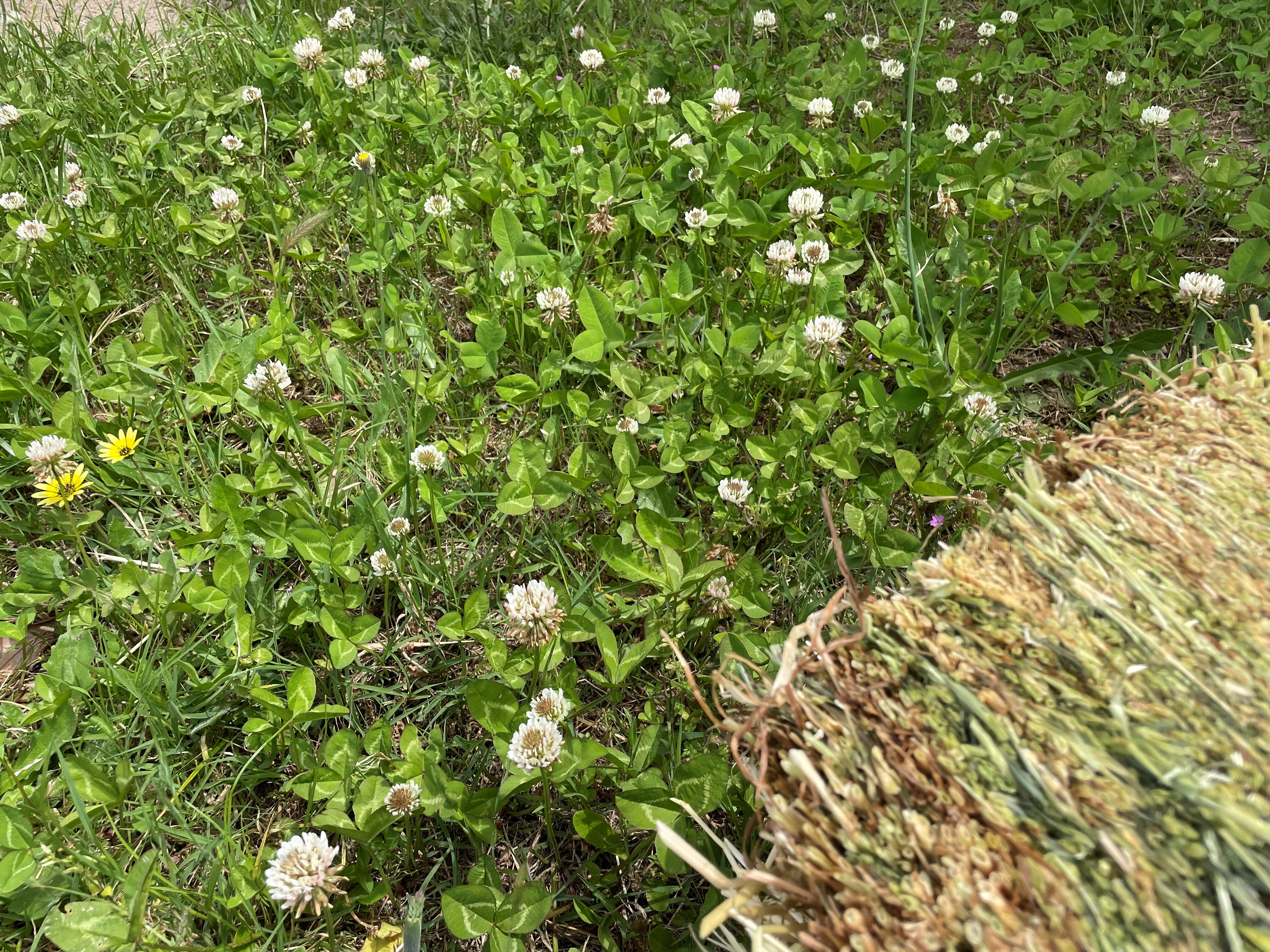 Some spend their lives looking for five-leaf clovers, the Matter family ...