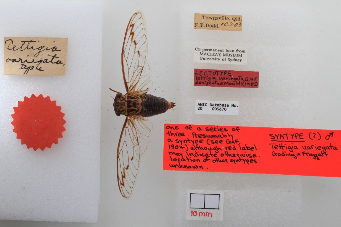Australian National Insect Collection at CSIRO in Canberra to be ...