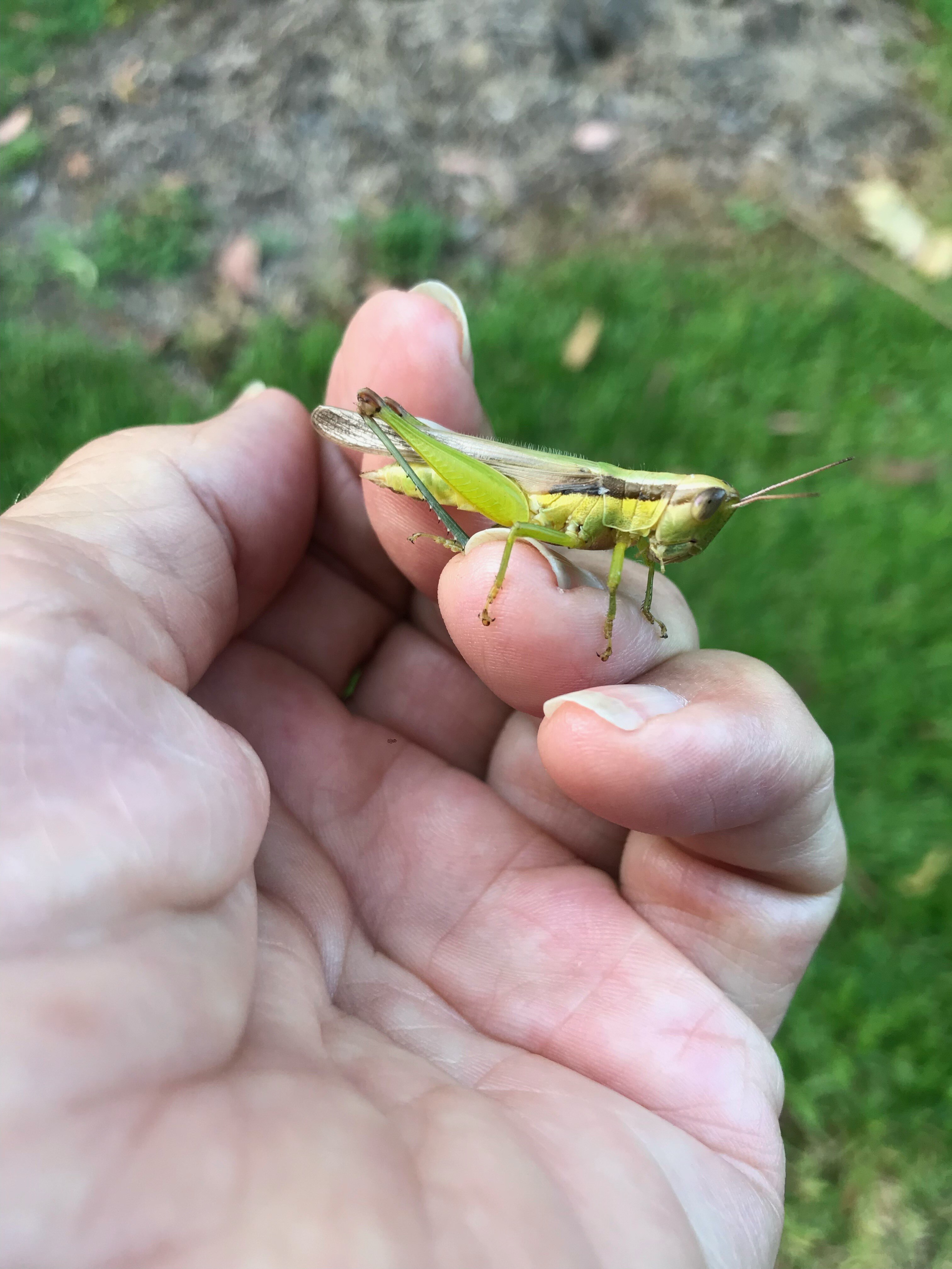 A deep diving grasshopper and a grasshopper that hops at 30kph! - ABC ...