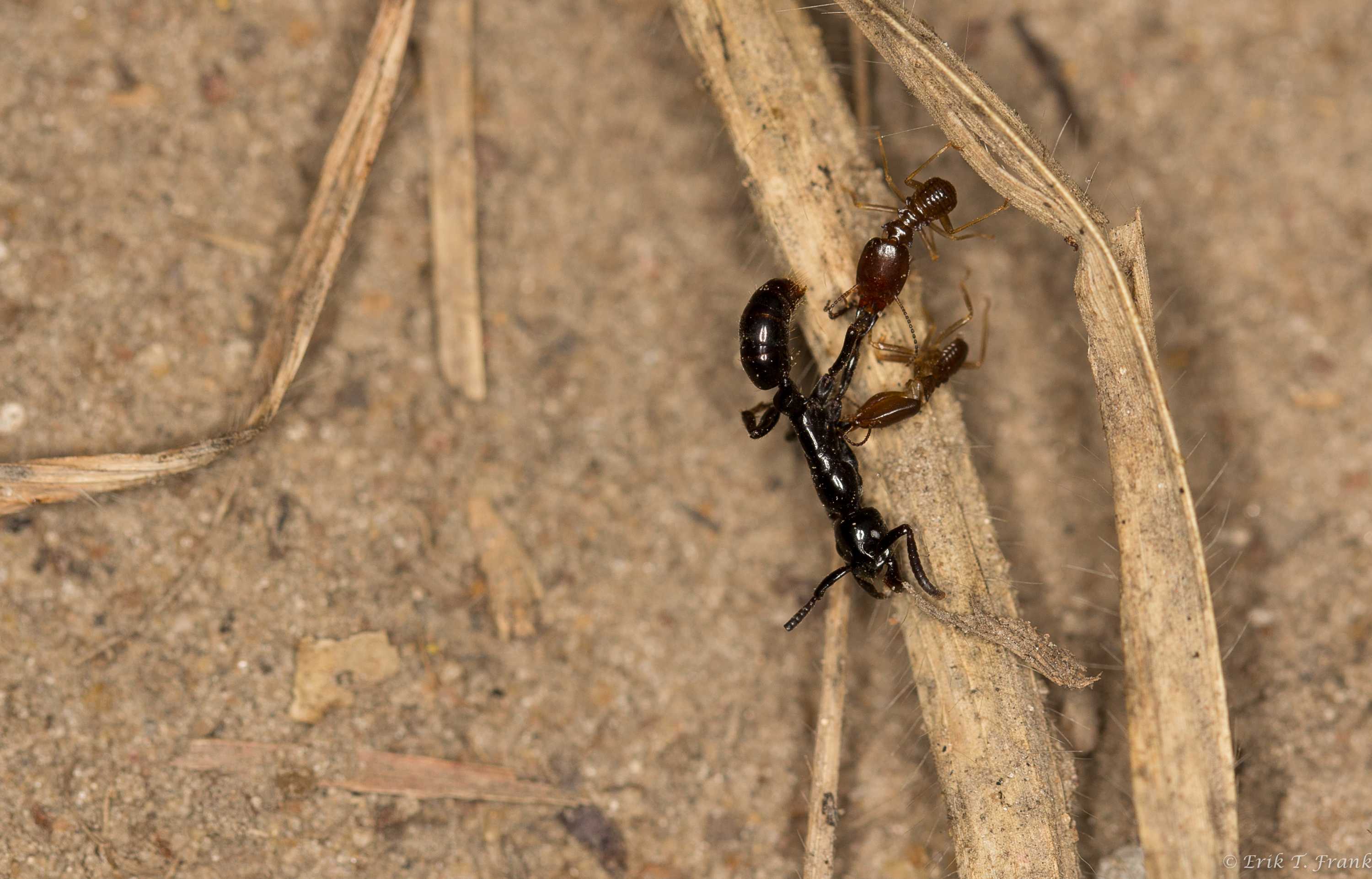 Ants rescue fallen comrades from the battlefield for emergency ...