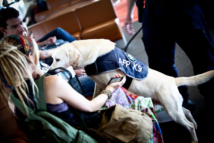 Sniffer dogs: How do the AFP's airport four-legged staff seek out ...