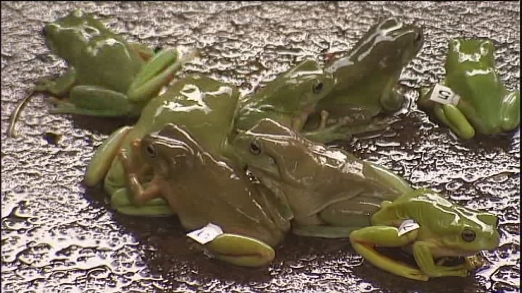 What a cracker: Clacker is Noonamah's Top Frog - ABC News