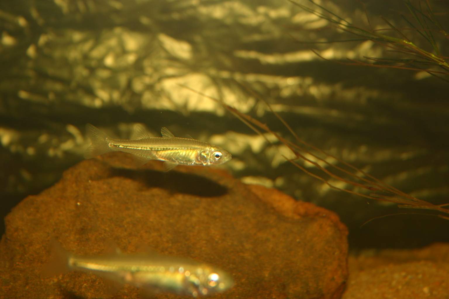 Iain Ellis and the Murray Hardyhead - ABC listen