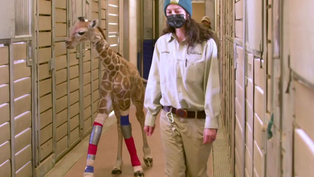 Baby giraffe with disorder walks for the first time in braces - ABC News