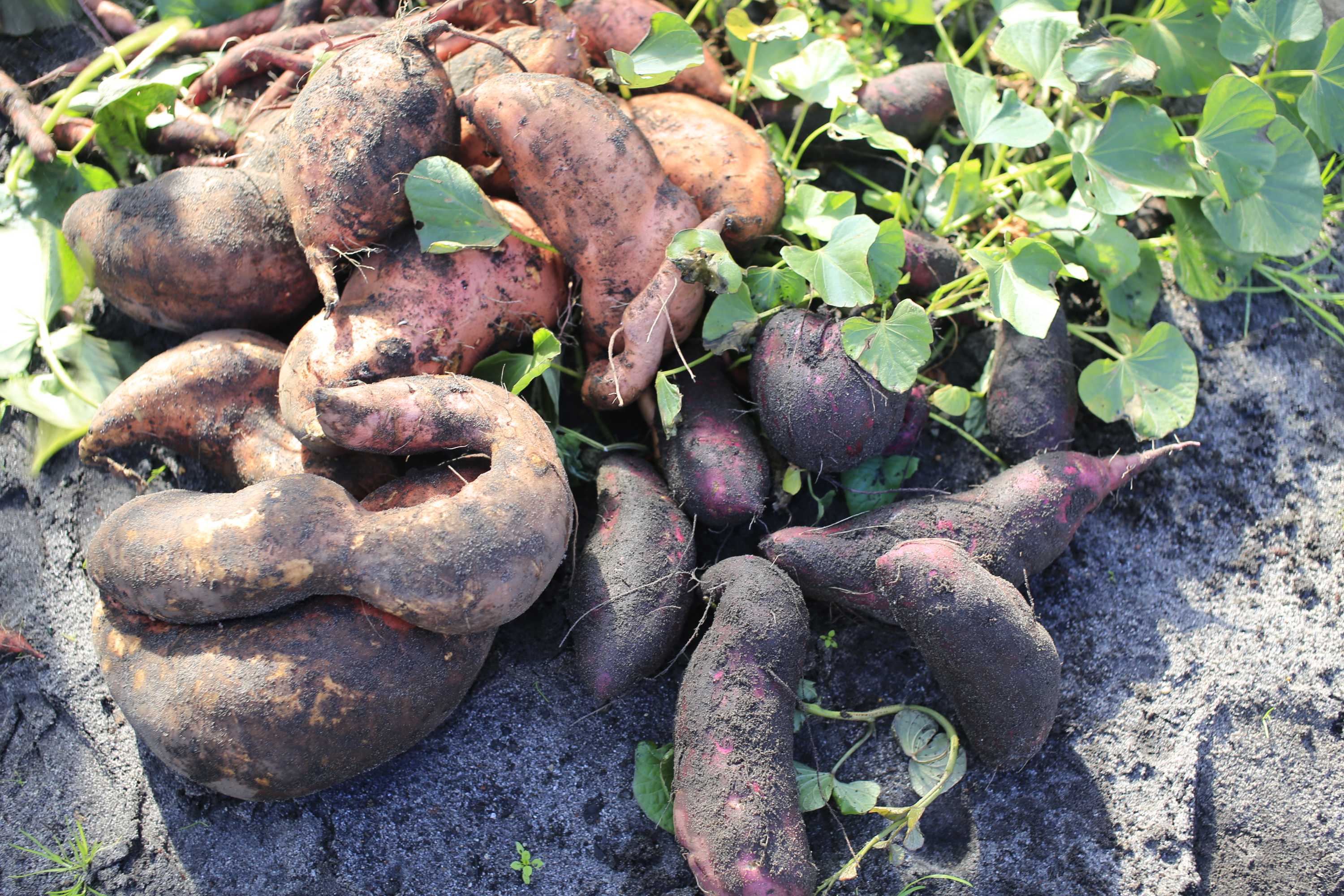 Urban sweet potato crops feeding the needy - ABC News