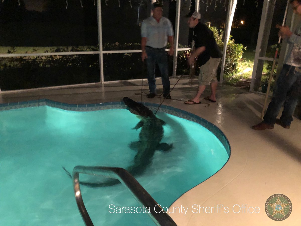 Florida police catch three-metre alligator swimming in a family pool ...