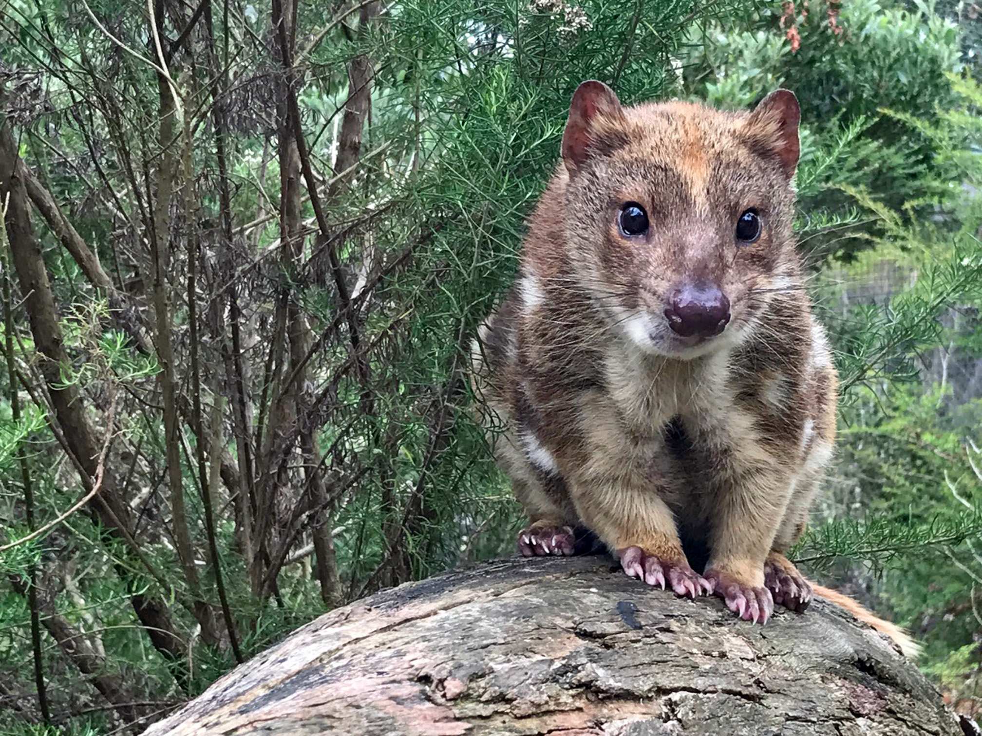 Victoria's threatened tiger quolls prove camera-shy in conservation bid ...