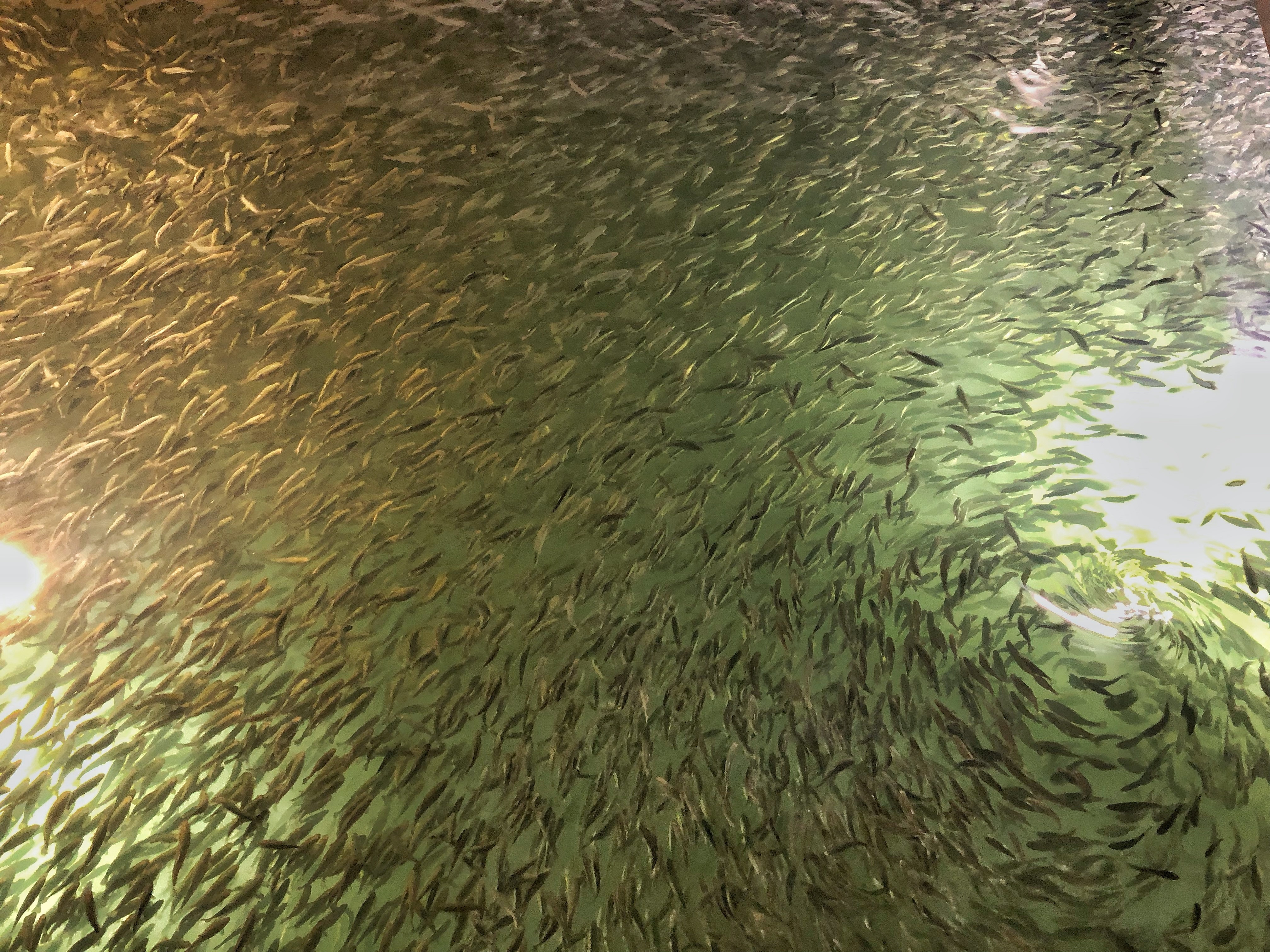 Tasmania's Petuna Aquaculture builds sperm database to breed climate ...