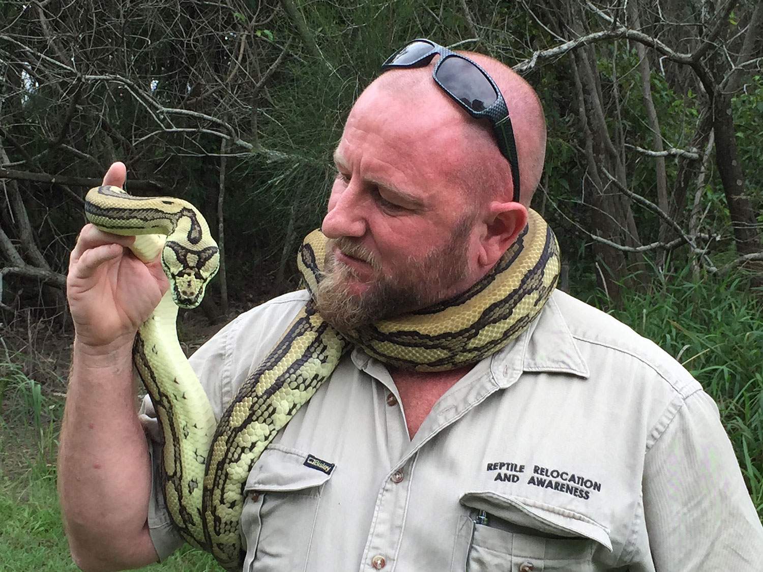 Authorities hunt predatory boa constrictor mistakenly released by ...