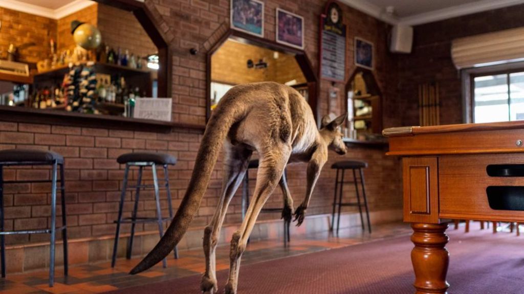 The Australian pub where patrons drink with kangaroos, John Forrest ...