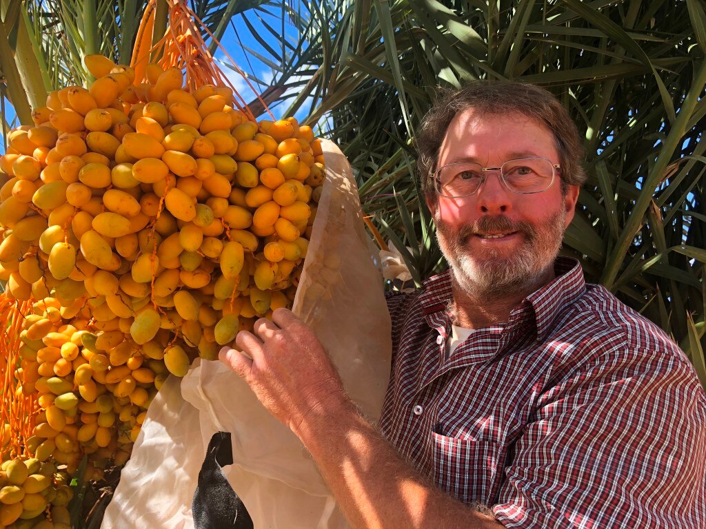 Central Australian date farmers determined to fight cheap imports as ...