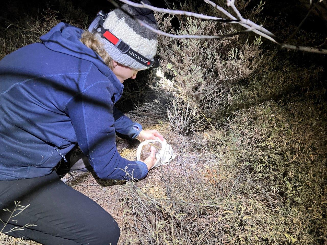 Outback golden bandicoots 'rapidly' reproducing in western NSW, after ...