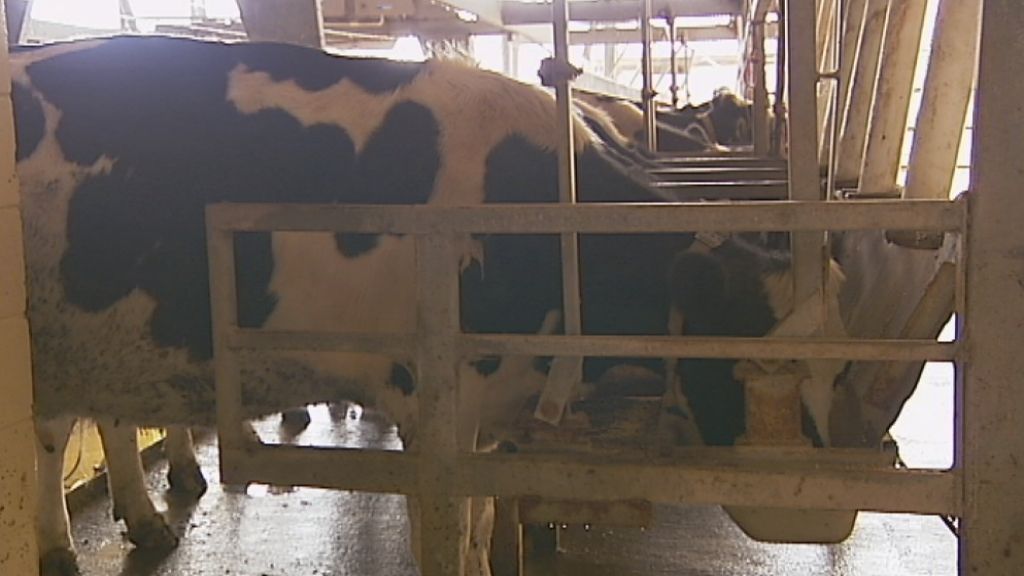 100 jobs to be lost in dairy closure - ABC News