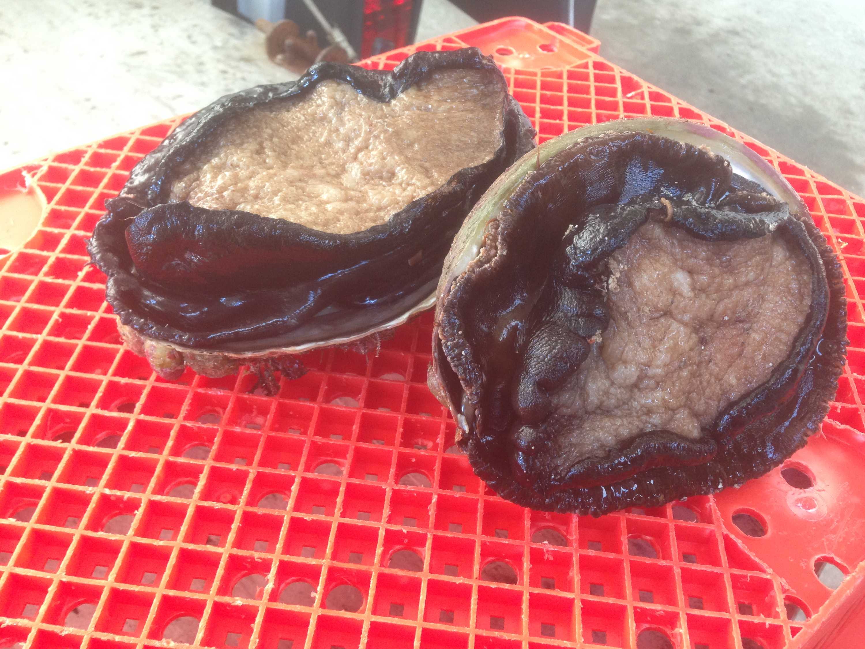 Tasmanian abalone contain protein being developed for new herpes ...