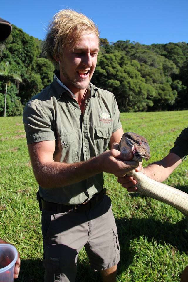 Fat, old python 'Scrubby' shocks far north Queensland wildlife keepers ...