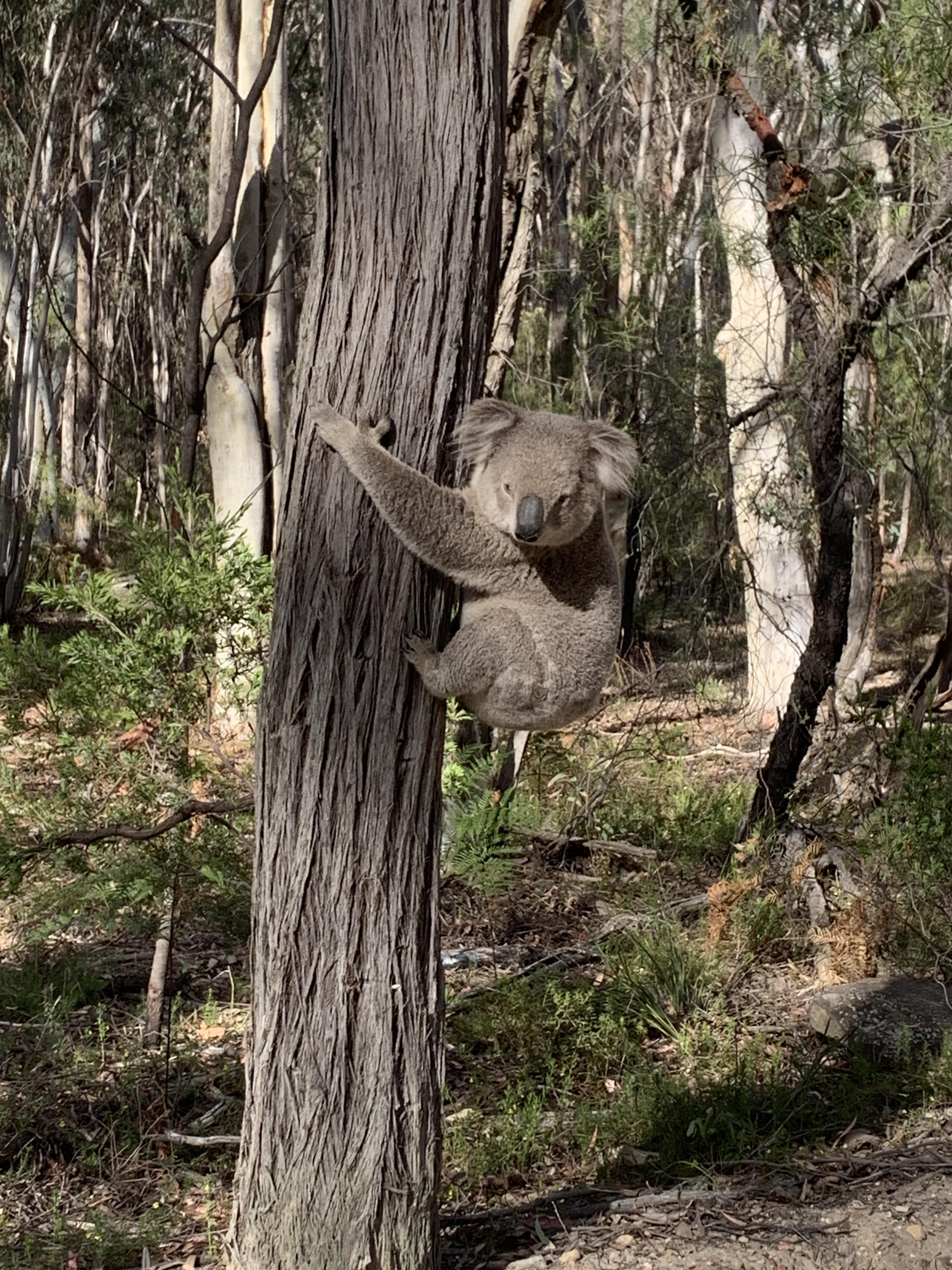 Moolarben Coal Mine report finds koala colony would be displaced by ...