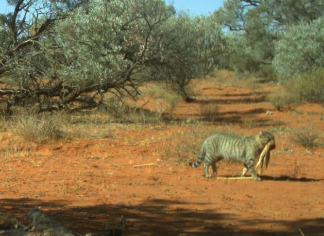 Cow caught chewing on a large python in outback northern Australia ...