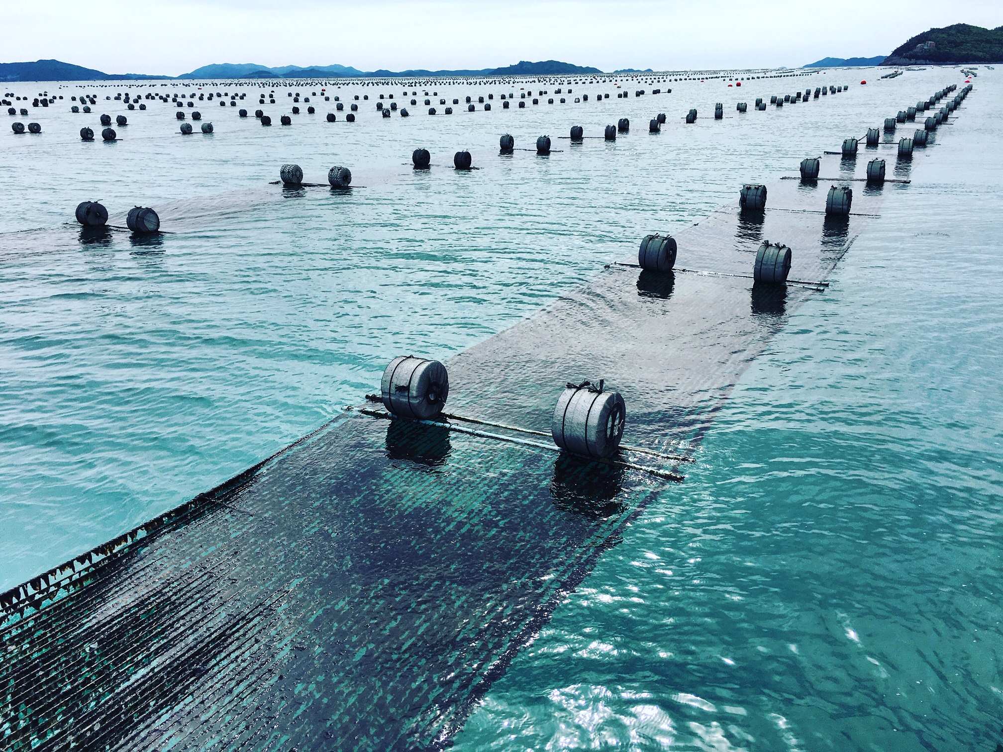 Yorke Peninsula fishers seek assurances over seaweed farm 'game changer ...