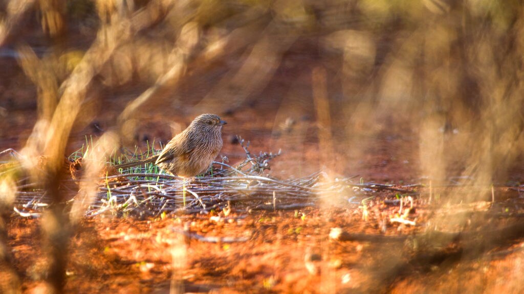 Bird calls are a key part of translocation research. - ABC News