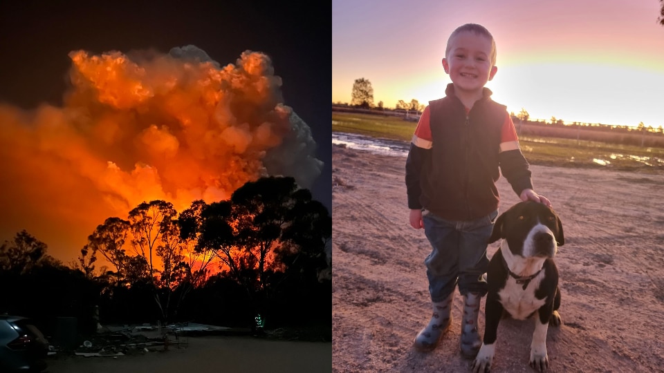 Dog Found Amongst Tara Bushfires - ABC listen