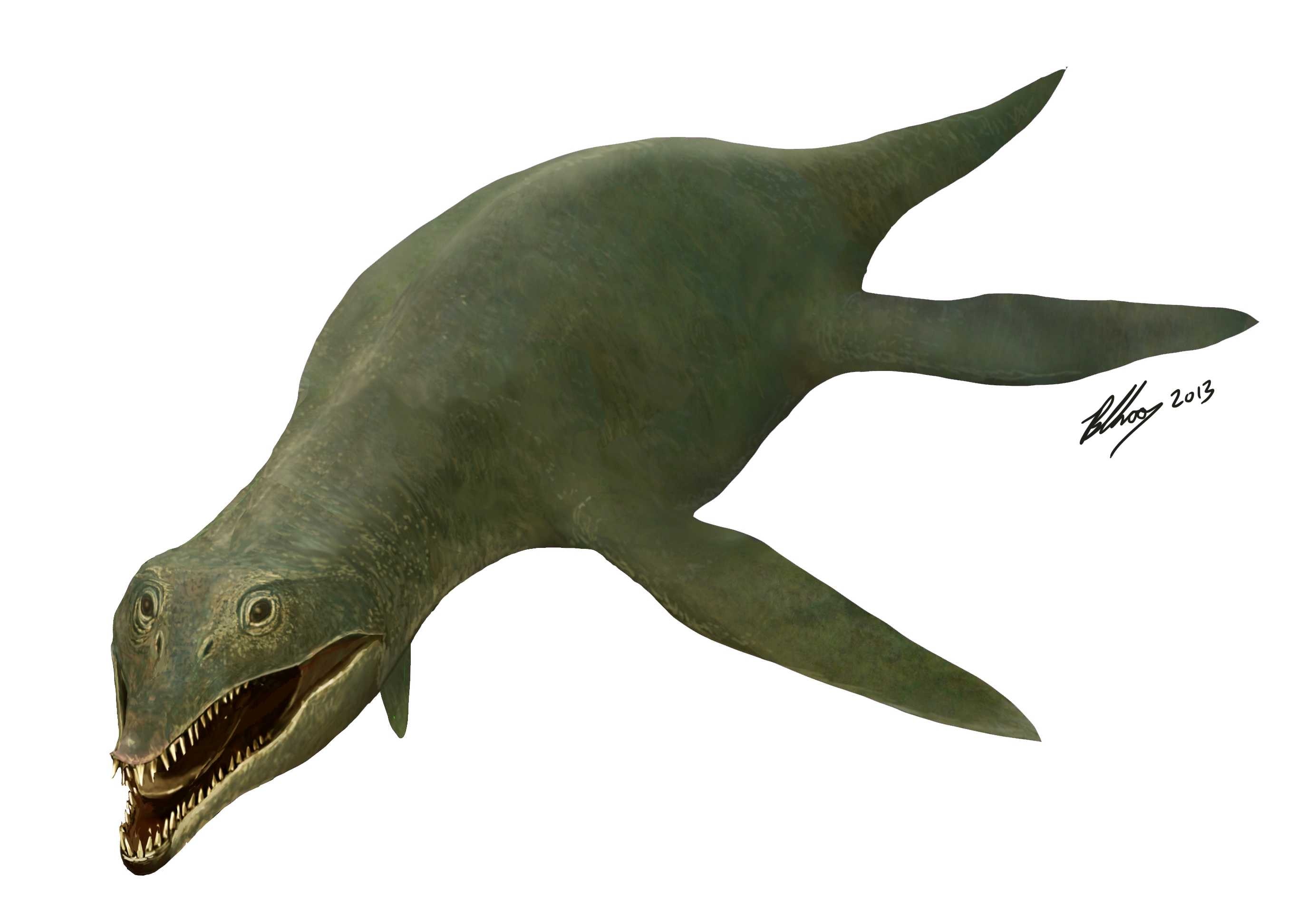 Tooth shows 5m-long pliosaurs swam in Australian rivers - ABC Radio ...