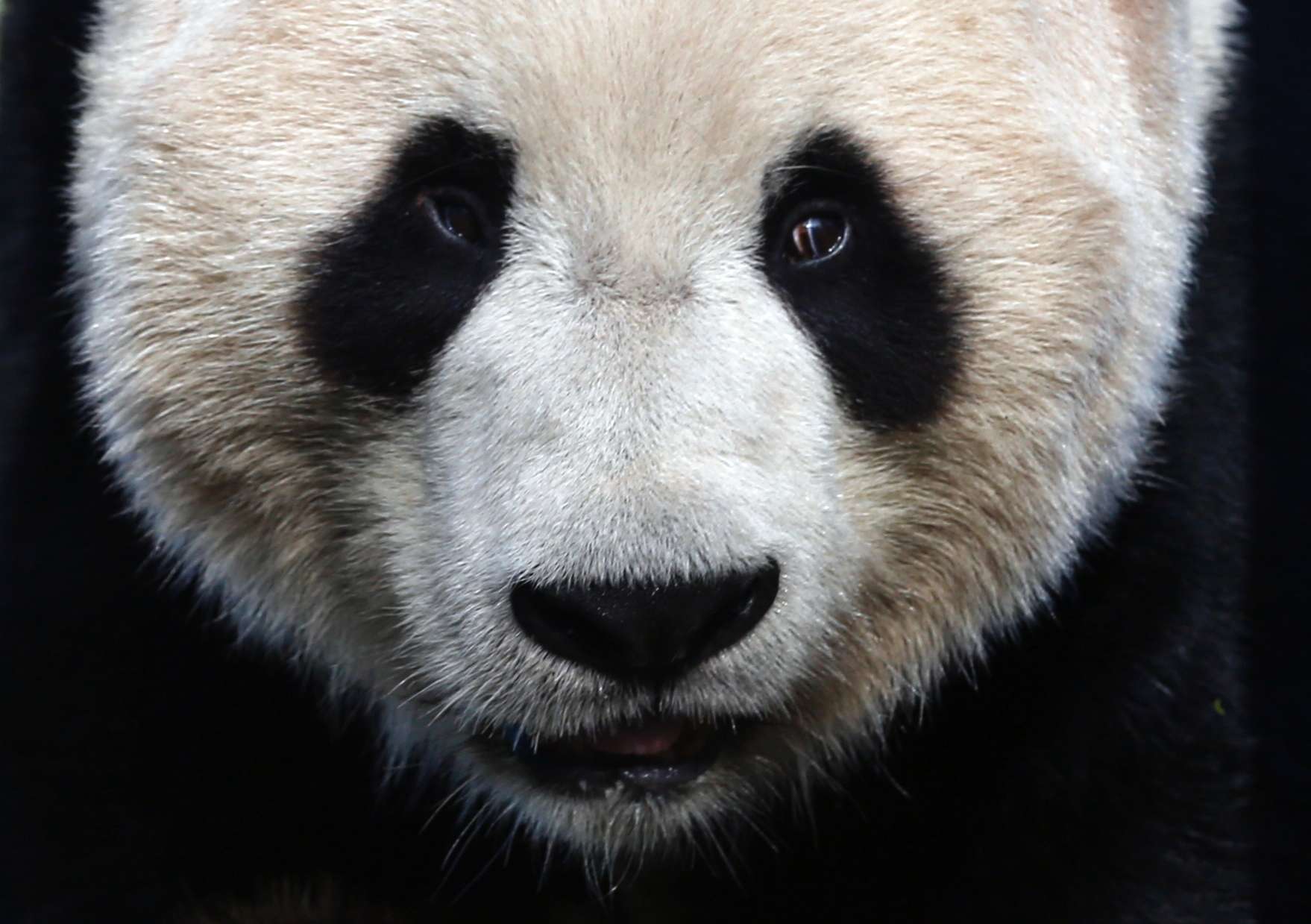 Giant panda still facing threats, conservationists say 'too soon' to ...