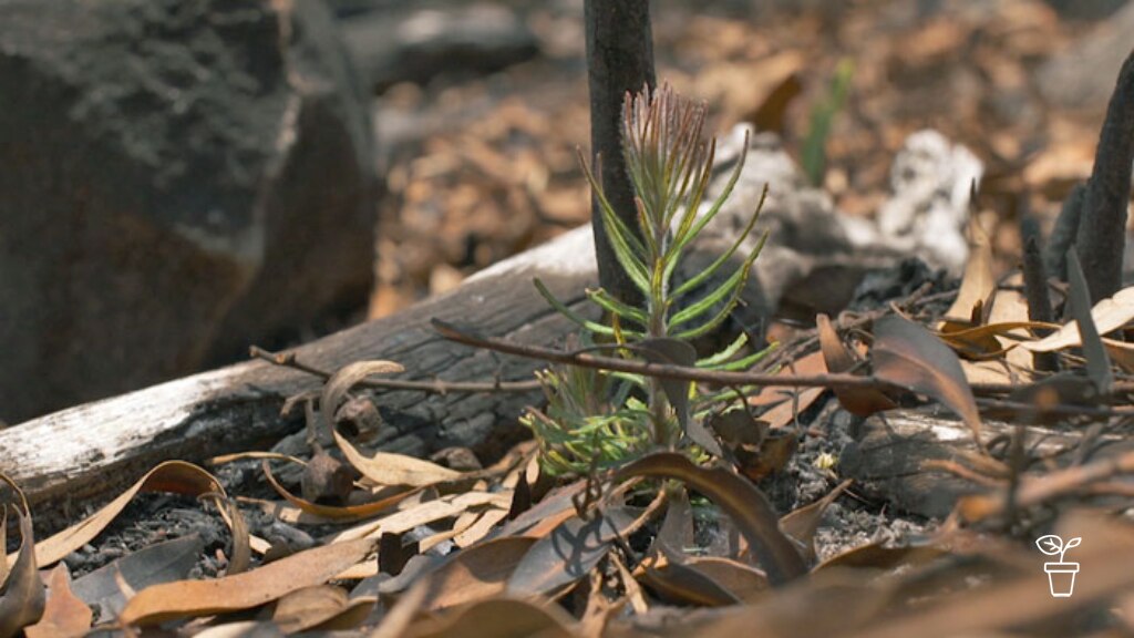 Up in Smoke - Gardening Australia