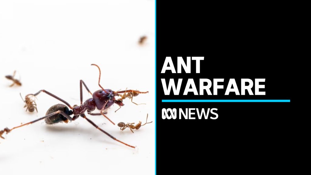 Scientists use Age of Empires computer game to simulate ant warfare ...