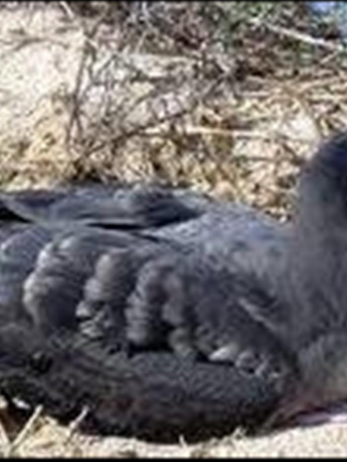 Beat birds on local beaches - ABC News