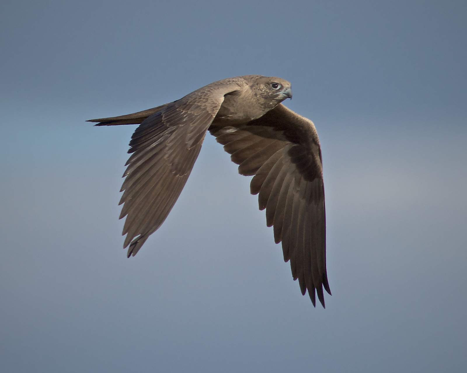 Black falcon researchers foiled again in quest to document life cycle ...