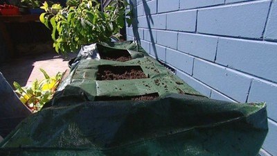 Chasing the Sun - Gardening Australia