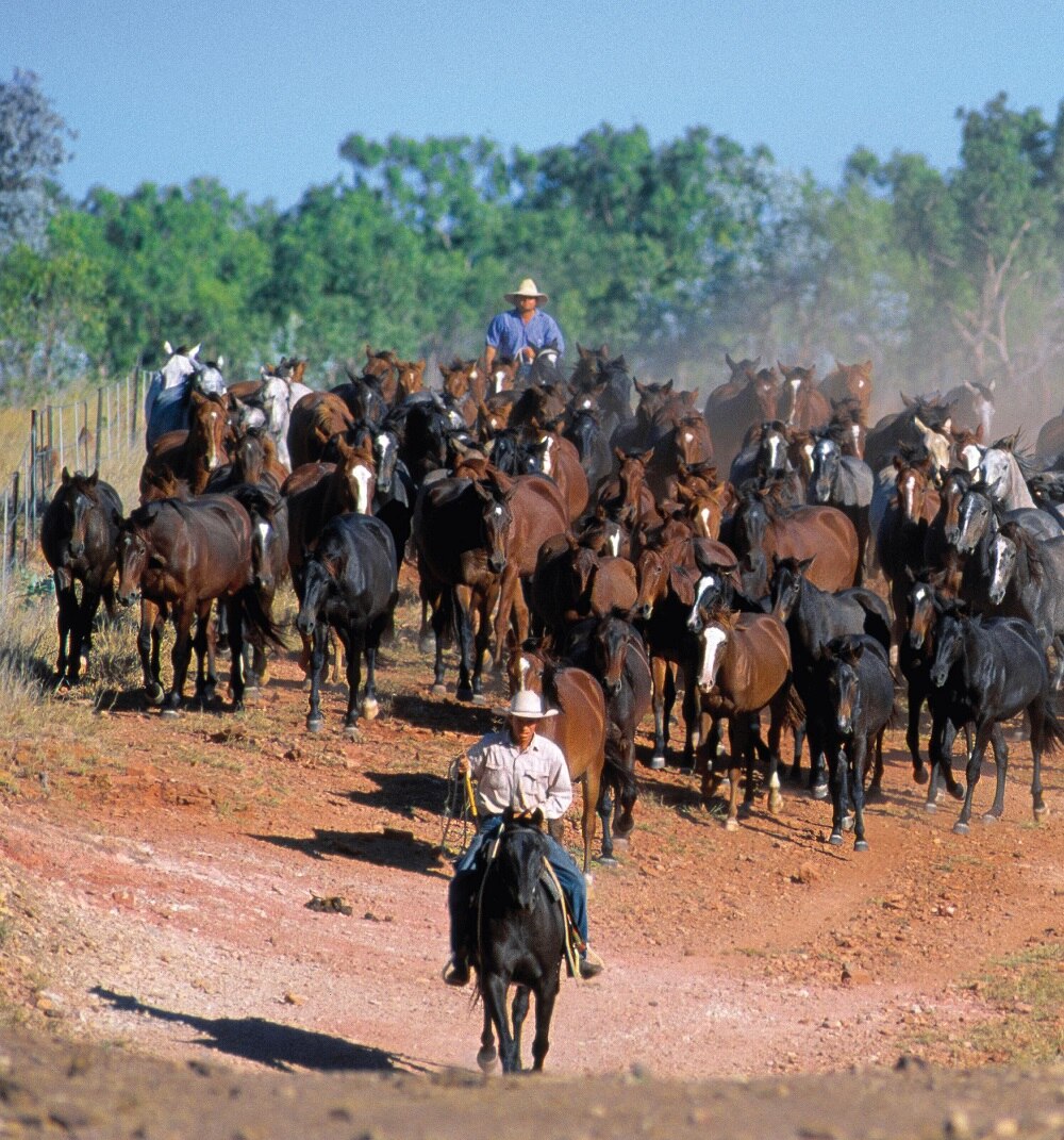 The evolution of Australian Stock Horse and its many changing faces in ...