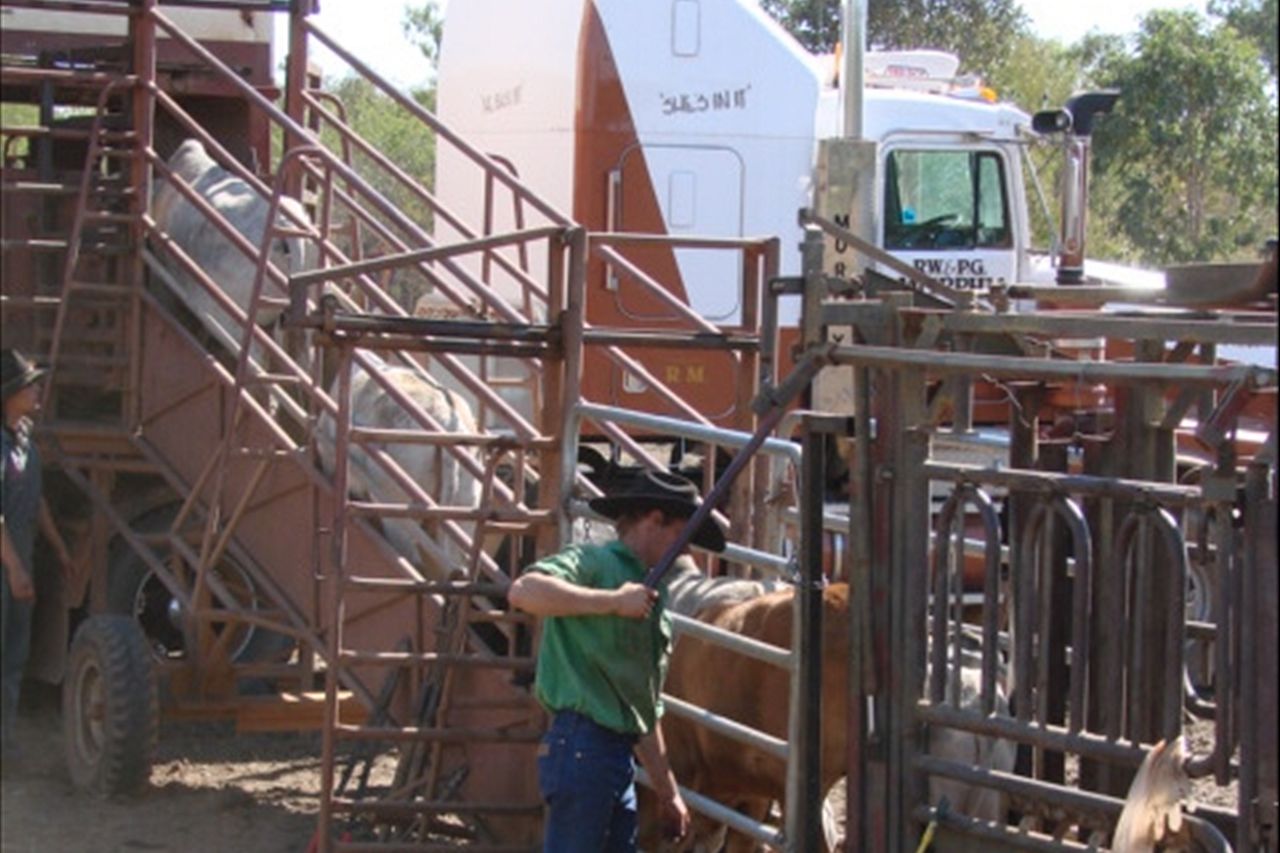 Wet season live export cattle price remains high, steady in Top End ...