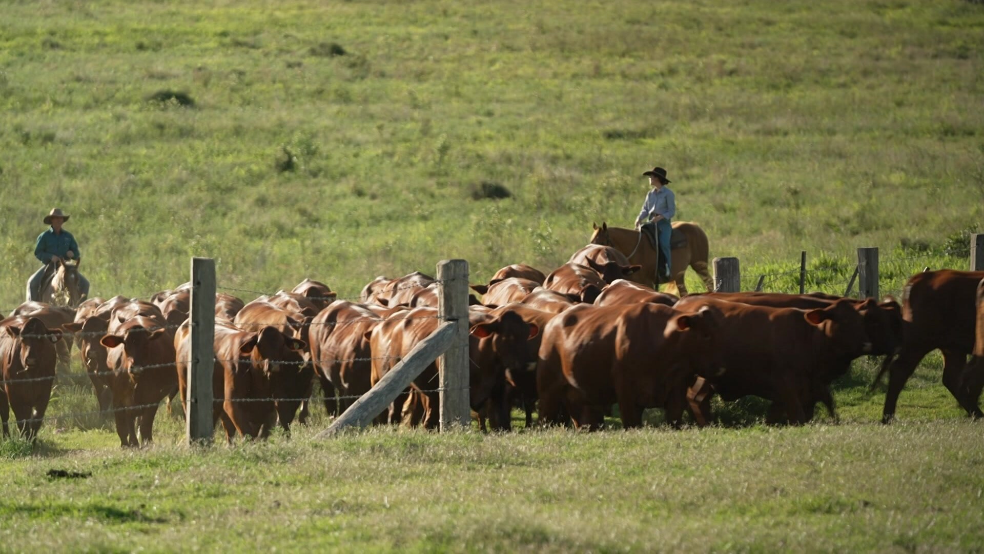 ABC Rural - ABC News