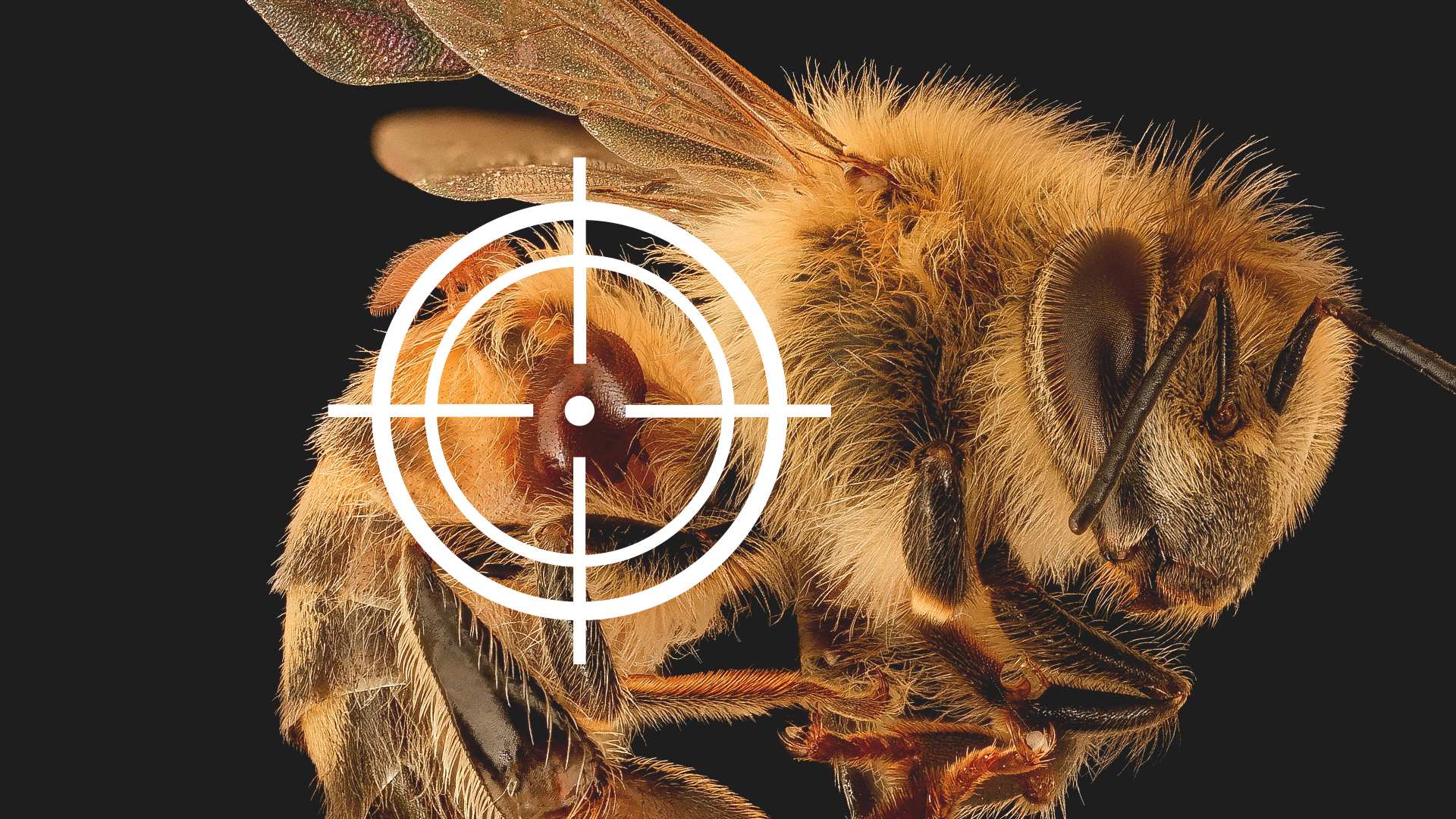 Beehive movement relaxed as Biosecurity Queensland eases varroa mite ...