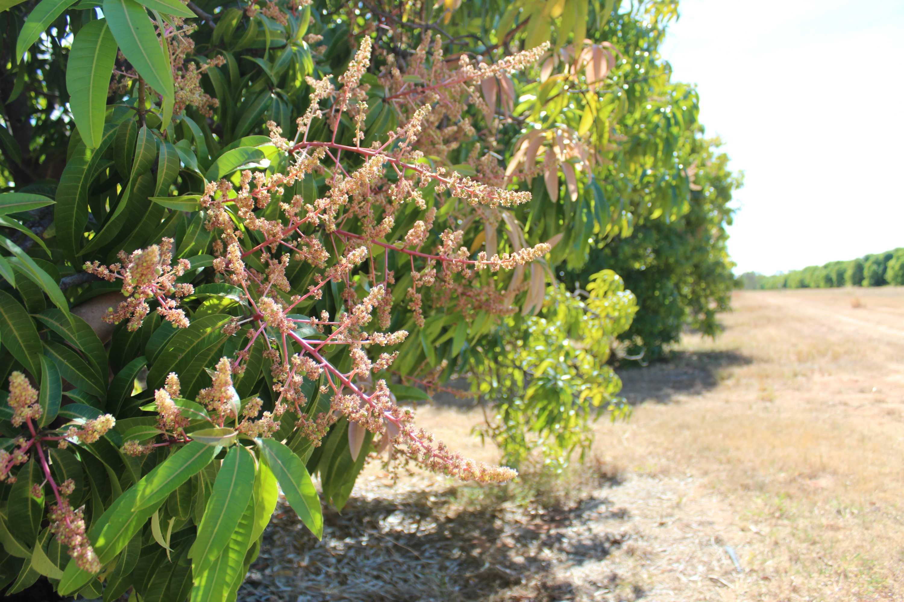 Cool Top End nights spark heavy mango bloom - ABC News