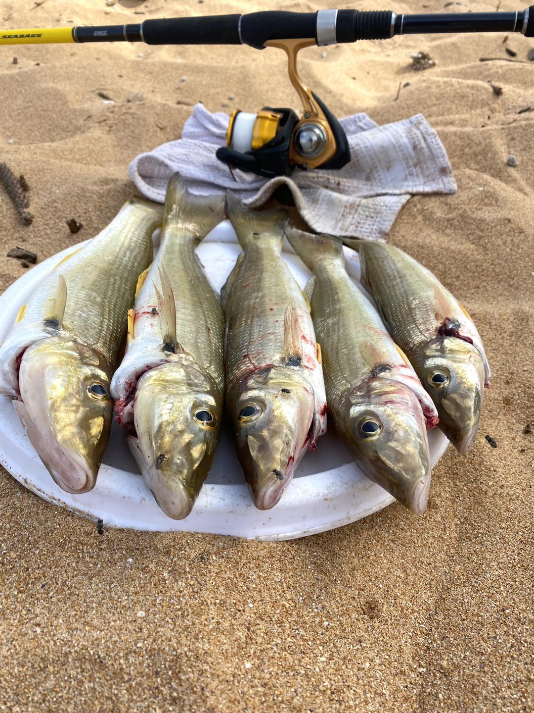 Whiting bigger than kingfish? Crawf tells you where to find them - ABC ...