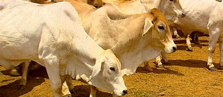 Record year for Australian beef production - ABC News