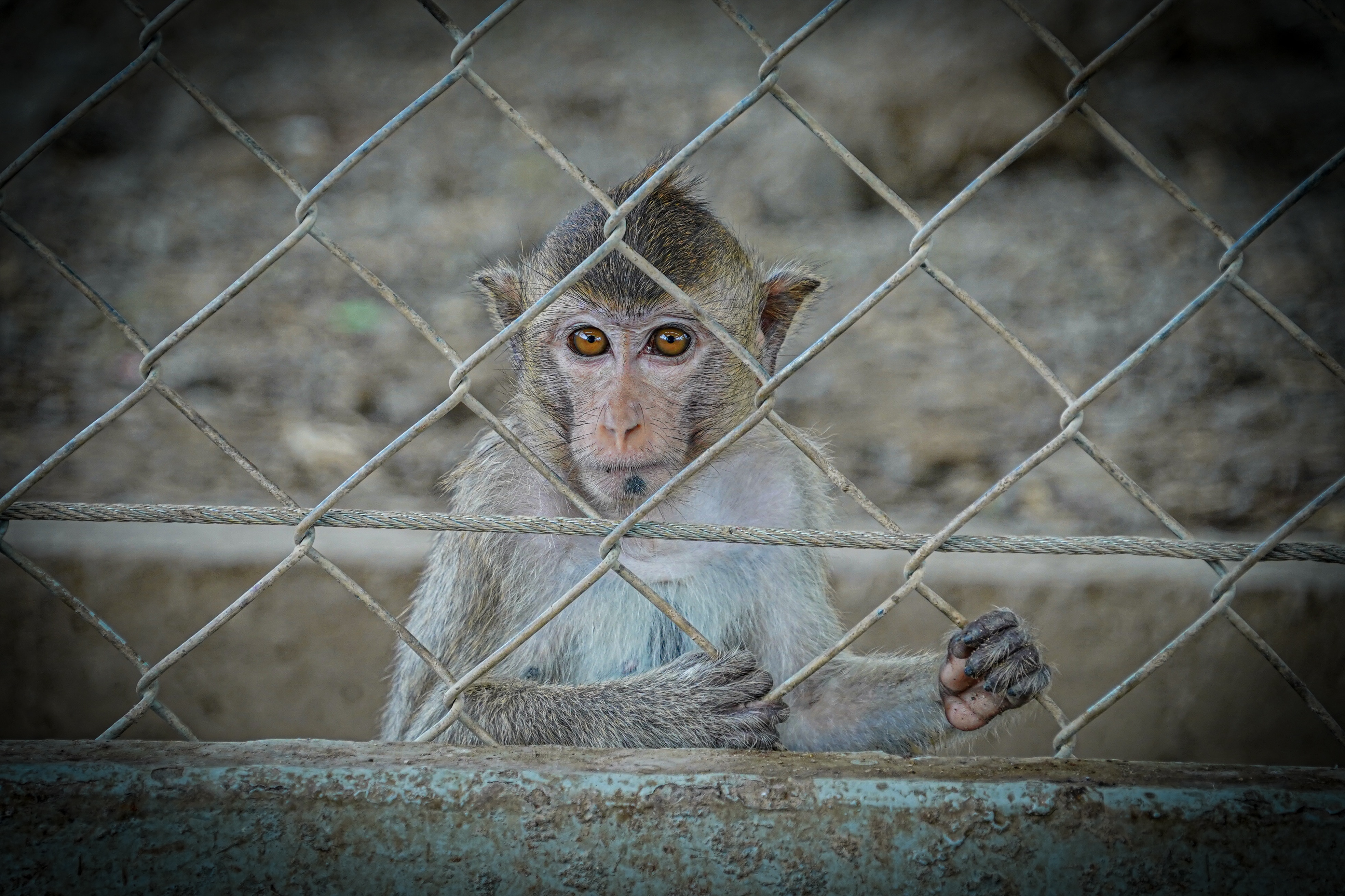 On patrol with Thailand's 'Anti-Monkey Unit' battling to keep primates ...