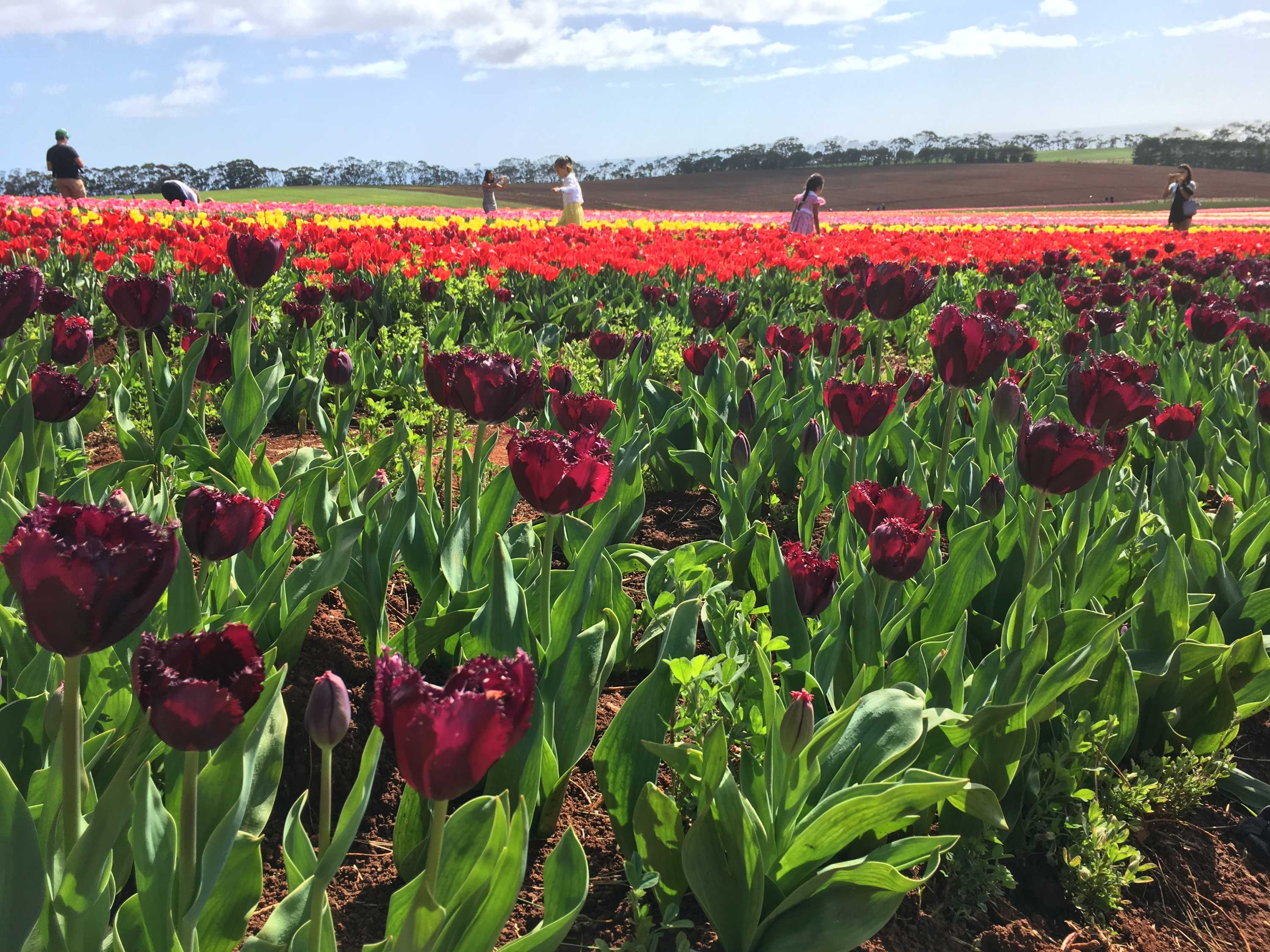 Tasmanian Country Hour - ABC listen
