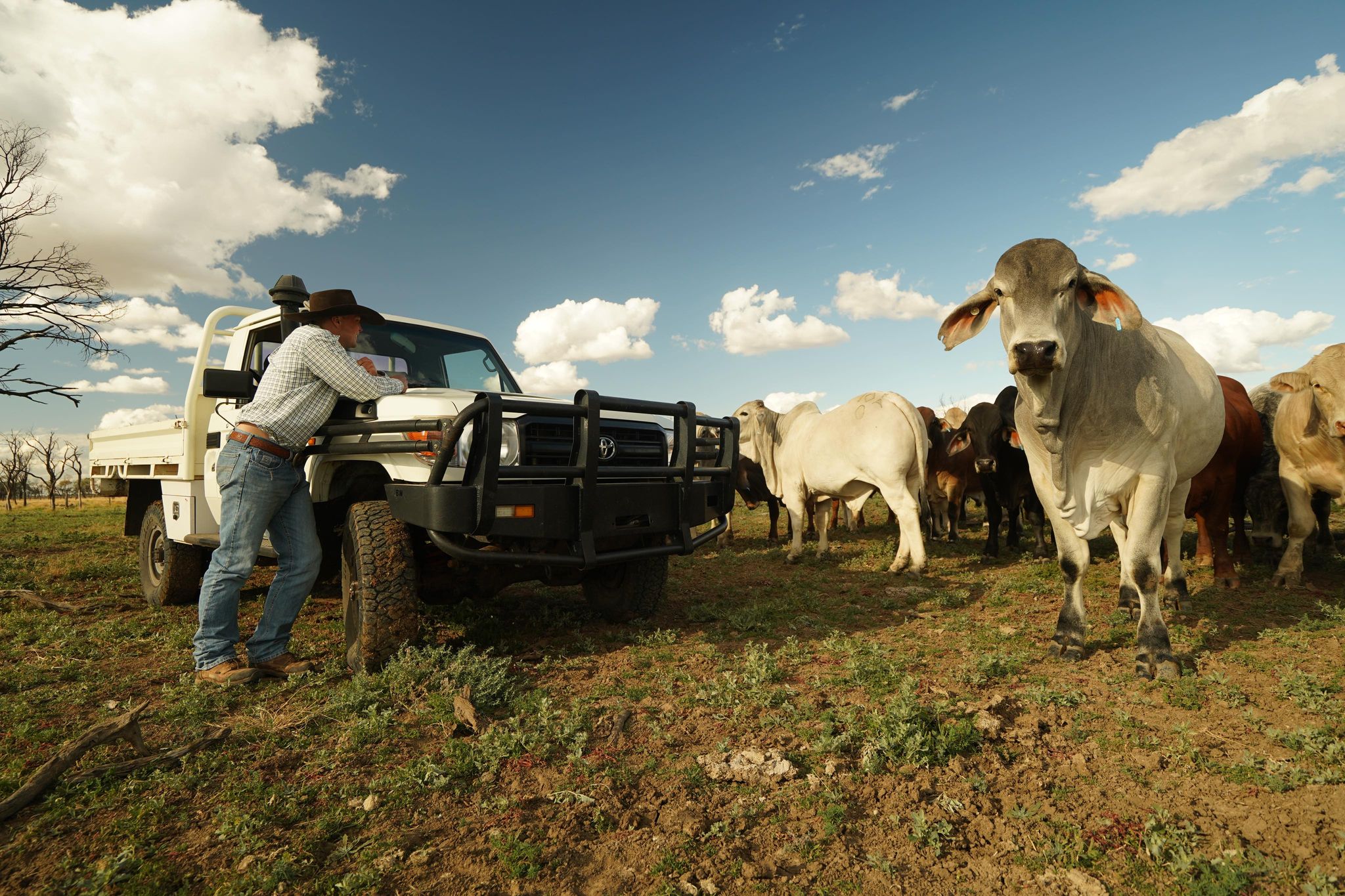 Western Queensland cattle demonstrate high quality after strong showing ...