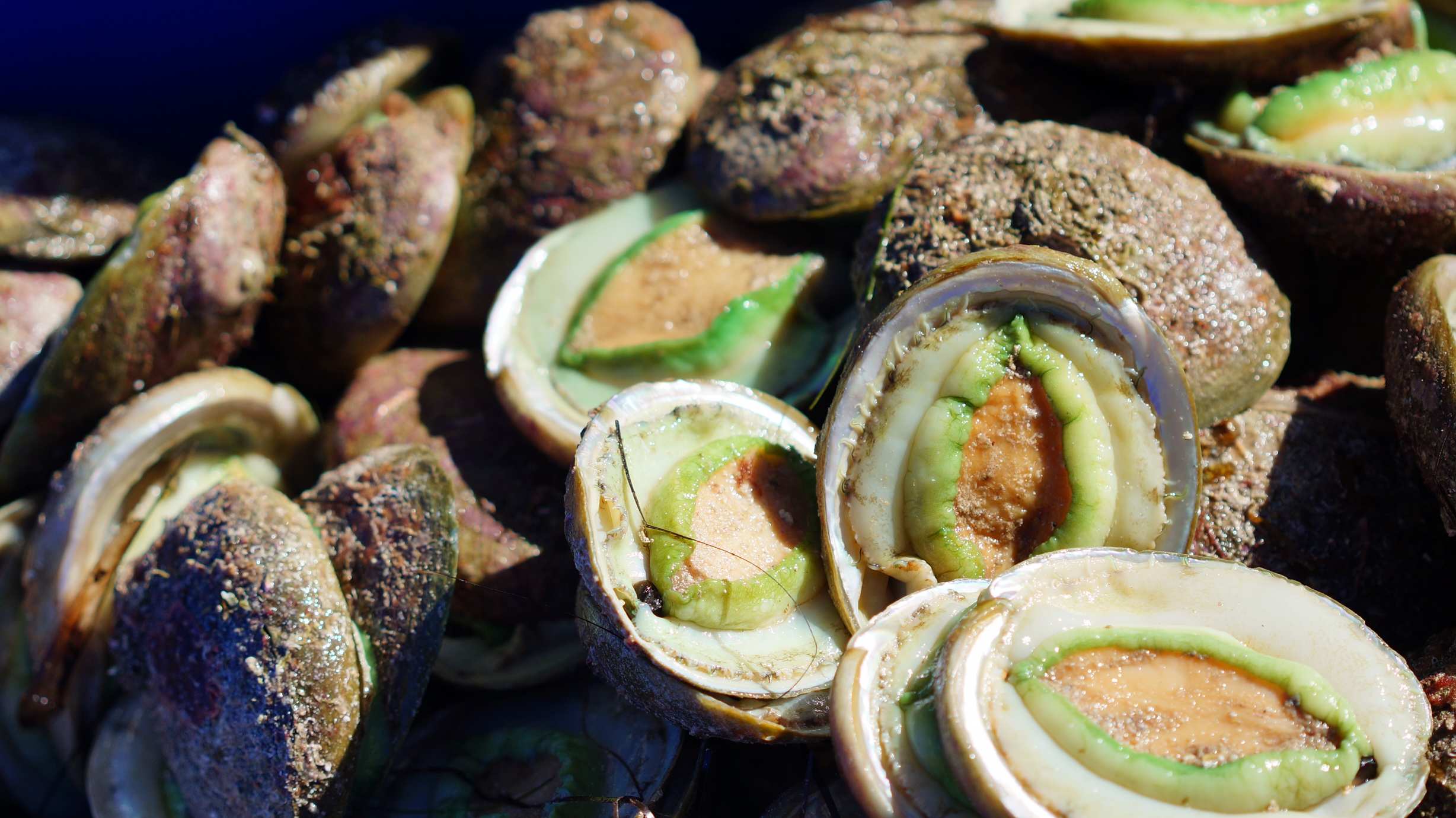 Abalone grown in world-first sea ranch in WA 'as good as wild catch ...