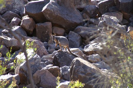 Predator fight saving rare rock wallabies - ABC News