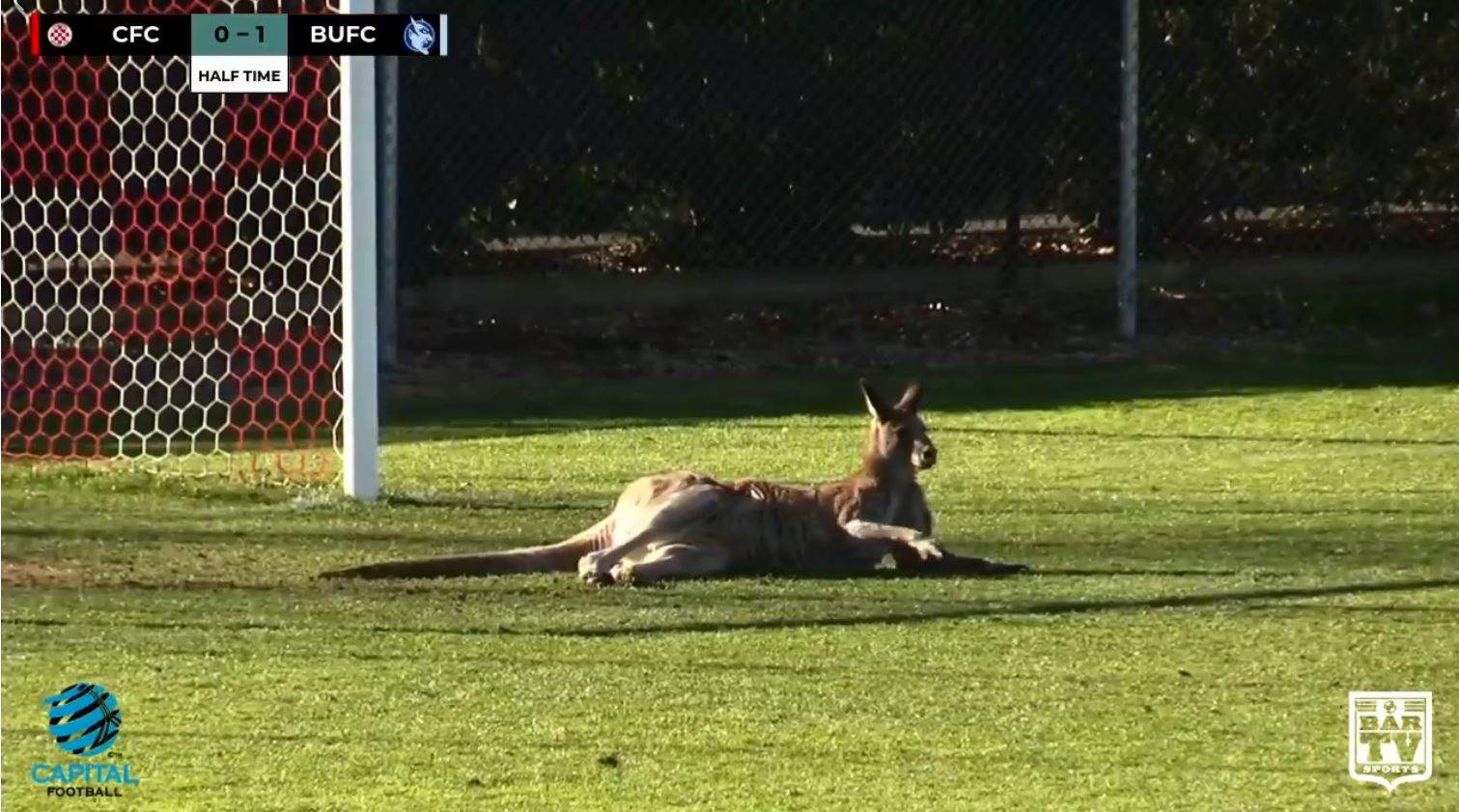 'Soccer-roo' disrupts local Canberra match, makes social media splash ...
