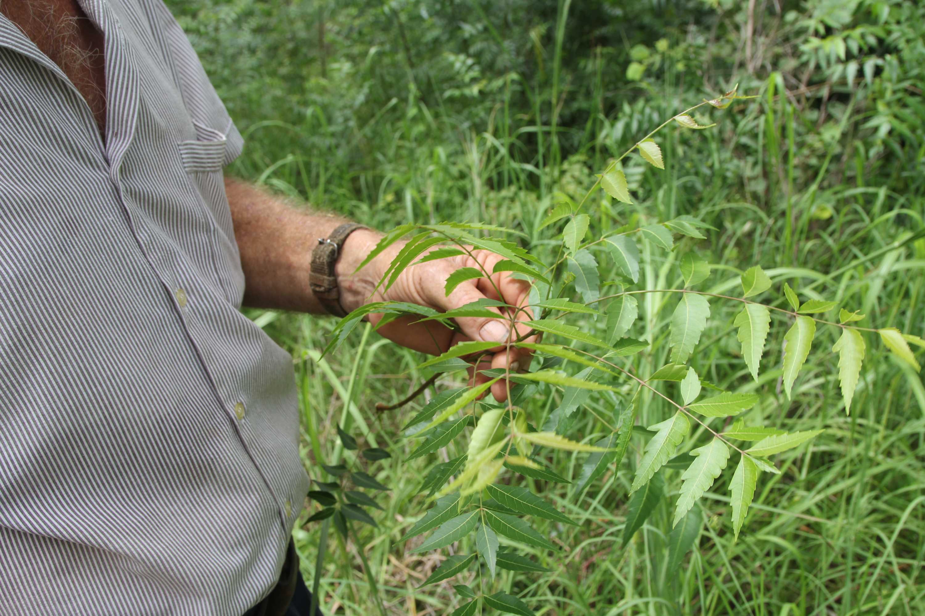Weed consultant says neem trees must be upgraded to class A weed if the ...