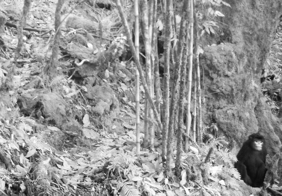 Elusive Burmese monkey captured on camera - ABC News