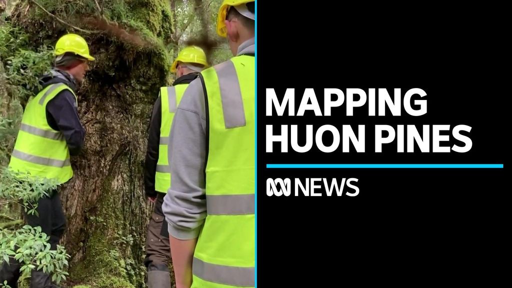 Scientists use drones to map Tasmania's ancient Huon Pines - ABC News