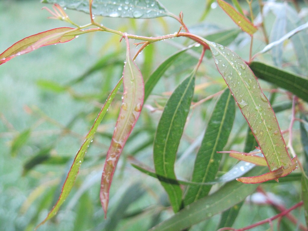 Meet gum leaf playing champion Jeff Wilmott - ABC listen