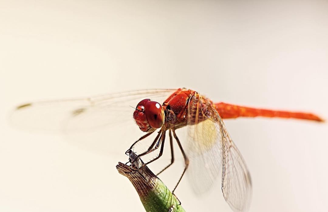 Dragonfly smartphone app to help expand knowledge of insect in tropics ...